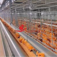 China 5-8 Tiers Pullet Poultry Battery Cage System in the UAE Farm for sale
