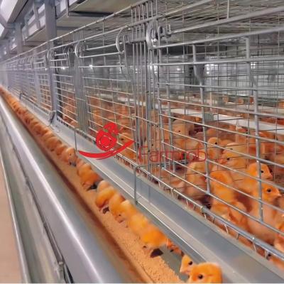 China 5-8 Tiers Pullet Poultry Battery Cage System in the UAE Farm for sale
