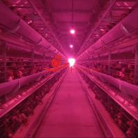 China Industrial-Grade 6-Tier Layer Chicken Cage System Durability for sale