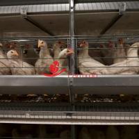 China Burr-free Treatment Layer Chicken Cage System Alloy Reinforcement for sale