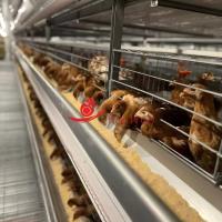 China Easy-to-use Layer Chicken Cage System Precise Control for sale