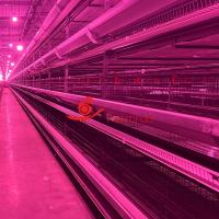 China Scientific Management Layer Chicken Cage System for Large Scale for sale