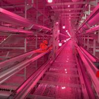 China Efficient Layer Chicken Cage System 275g/m² Coating Cage Farm for sale
