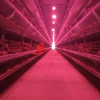 China Integrated Layer Chicken Cage System for Optimized Management for sale
