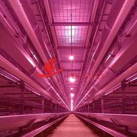 China Precision Manufacturing Layer Chicken Cage System with Automatic Drinking System for UAE Farms for sale