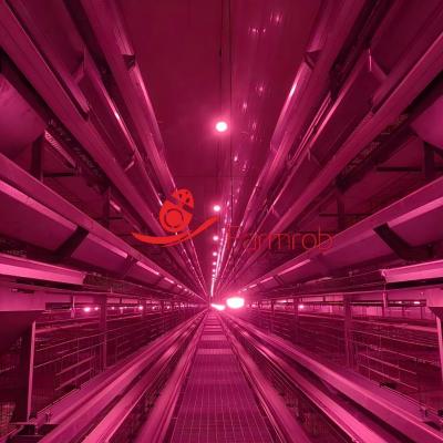 China 80000 Hygienic Layer Chicken Cage System for Pakistani Farms for sale