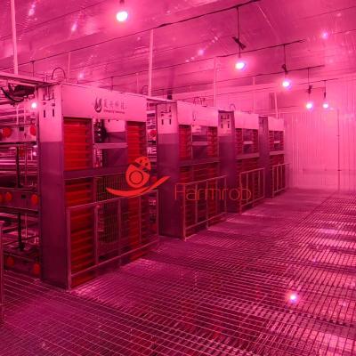 China 80000 Layer Chicken Cage System for Improved Rearing Conditions for sale