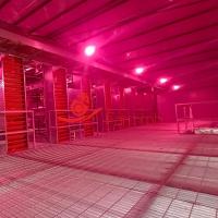 China Simple Operation of Layer Chicken Cage System in North African farm for sale