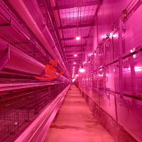 China Stress-Free Egg Production with Layer Chicken Cage System in the Middle East for sale