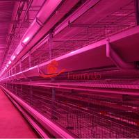 China Increased Farming Efficiency Layer Chicken Cage System for Moroccan Farms for sale