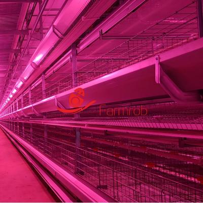 China Increased Farming Efficiency Layer Chicken Cage System for Moroccan Farms for sale