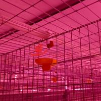 China Reliable Drinking System for Intelligent Layer Chicken Cage System in the United Arab Emirates for sale