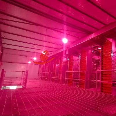 China CE Sustainable Layer Chicken Cage System for Algerian Farms for sale