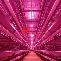 China Hassle-free Farm Management for Layer Cage System with Advanced Technology for sale