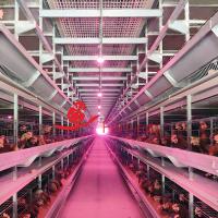 China Uniform Feeding Layer Chicken Cage System in Vietnam Farms for sale