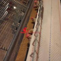 China Uniform Feeding Layer Chicken Cage System in Vietnam Farms for sale
