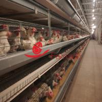 China Optimal Temperature Layer Chicken Cage System in the Middle East for sale