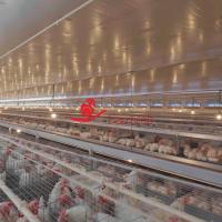 China Stable Operation and Environment Layer Chicken Cage System for Vietnam Farmrs for sale