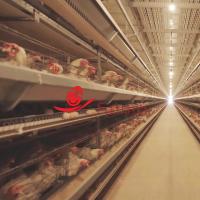 China Comfortable Layer Housing Layer Chicken Cage System for Iran Farms for sale