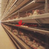 China Hot-Dip Galvanizing Walkway Platform Layer Chicken Cage System with 700mm Story Height for sale