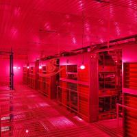 China Operational Efficiency Layer Chicken Cage System for Algeria Farms for sale