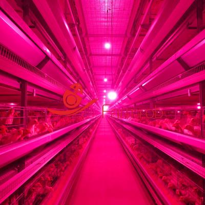 China 10-Tier Layer Chicken Cage System for Efficient Farm Management for sale