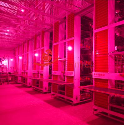 China 60000-Bird Layer Chicken Cage System for Commercial Poultry Farms in Russia for sale