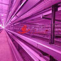 China High Load Bearing Capacity H Type Layer Chicken Cage System for Vietnam Farms for sale