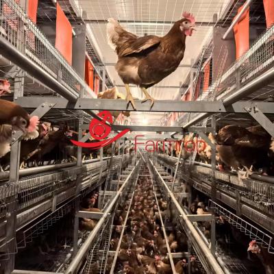 China Multi-layer Cage Free System with Sufficient Movement Platform for sale
