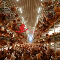 China Advanced and Ethical Multi-tier Cage Free System with Perches for Europe and America Farms for sale