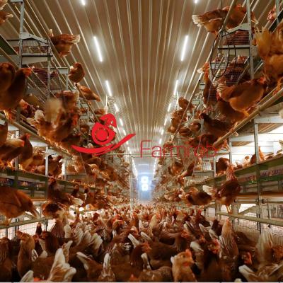 China Advanced and Ethical Multi-tier Cage Free System with Perches for Europe and America Farms for sale