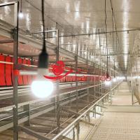 China Supporting Natural Chicken Instincts Cage Free System with Comfortable Environment for sale