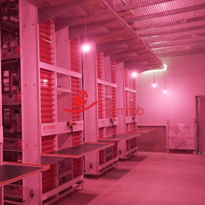 China 6-10 Tiers High Reliability Layer Chicken Cage System 700mm Story Height for Indonesia Farms for sale