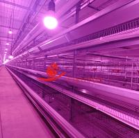 China Stable Egg Production Layer Chicken Cage System for Indonesian Farms for sale