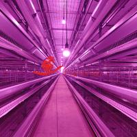 China 3-6 Tiers Layer Chicken Cage System 50000 Birds Capacity for Algerian Poultry Farms for sale