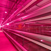 China 80000 Bird Large Capacity Layer Chicken Cage System H Type 700mm Story Height for sale