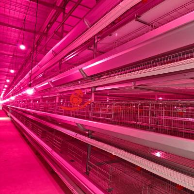 China 80000 Bird Large Capacity Layer Chicken Cage System H Type 700mm Story Height for sale