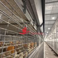 China H-type Poultry Battery Cage System Corrosion Resistant Q235 Al-Zn Alloy 45cm Height 60cm Depth for sale