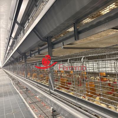 China Farmrob Baby Chicks Battery Cage System 327 cm² per Chick 0-105 Days Reduce Infection Risks for sale