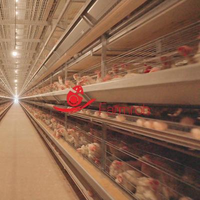 China 3-5 Tiers H-Type Commercial Layer Chicken Cage System 700mm Height for Thailand Farms for sale