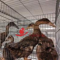 China 3-8 Tier High-Strength Poultry Battery Cage System for Commercial Laying Duck Farms 700mm for sale