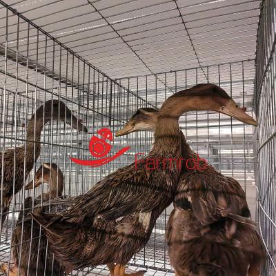 China 3-8 Tier High-Strength Poultry Battery Cage System for Commercial Laying Duck Farms 700mm for sale