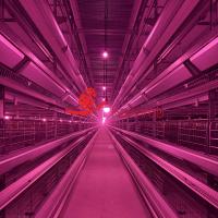 China 30000 Layer Chicken Cage System Combining Operational Efficiency with Chicken Health for sale