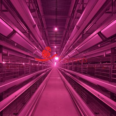 China 30000 Layer Chicken Cage System Combining Operational Efficiency with Chicken Health for sale