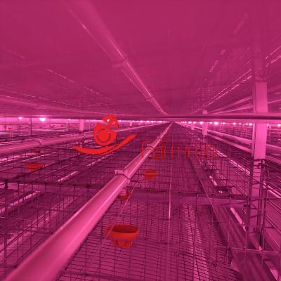 China H-Type Automatic Layer Chicken Cage System 120 Birds Capacity for Vietnam Poultry Farm for sale