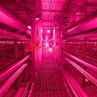 China Medium to Large Scale Layer Chicken Cage System 12000 Birds Capacity with Automatic Manure Belt for sale