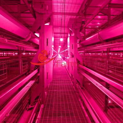 China Medium to Large Scale Layer Chicken Cage System 12000 Birds Capacity with Automatic Manure Belt for sale