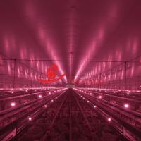 China Stable Egg Collection and Effective Manure Removal Layer Chicken Cage System for the Southeast Asian Market for sale