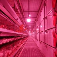 China 100000 Layer Chicken Cage System with Automatic Feeding System, 700 Mm Tier Height, and Over 15 Years Service Life for sale