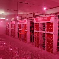 China Easy To Operate And Maintain Layer Chicken Cage System In Thai Farms for sale